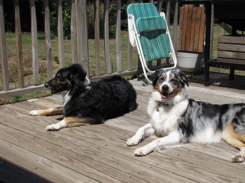 Who are Shadow and Sky? – Shadow and Sky Rescue